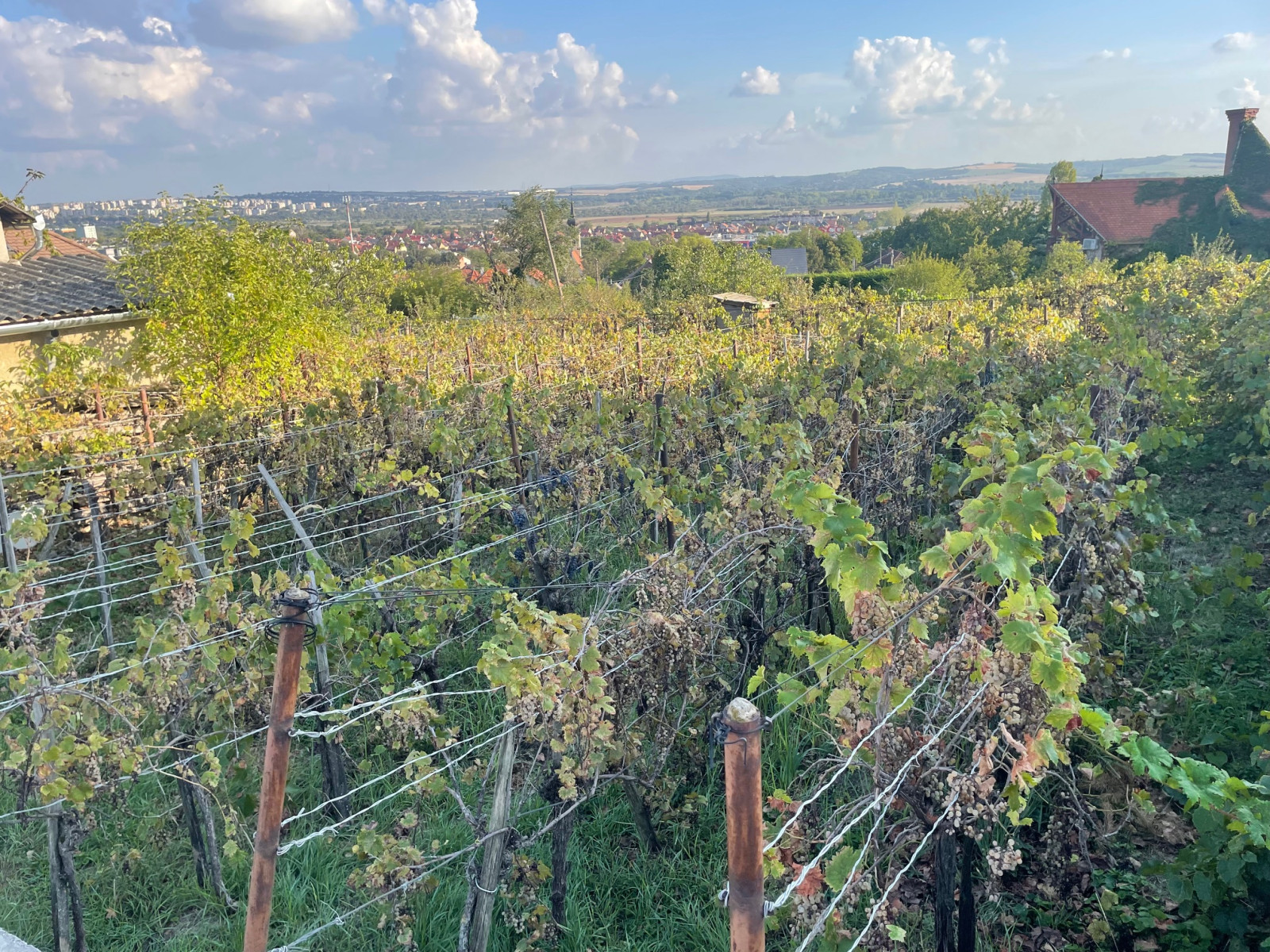 PANORÁMÁS TELEK KIS HÁZZAL A SZŐLÉSZ DŰLŐBEN | MártonIngatlan.hu